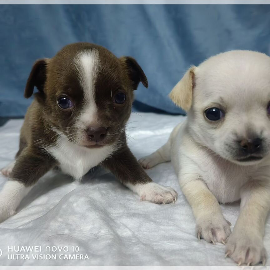 Чихуахуа, щенок