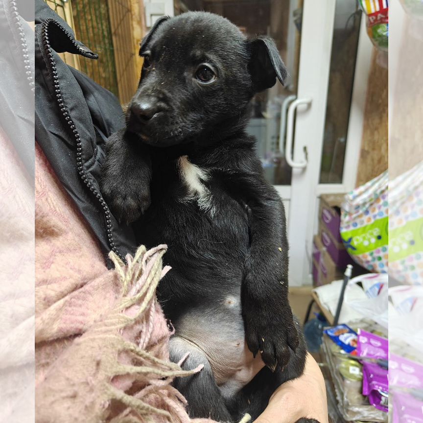 Щенок в добрые руки