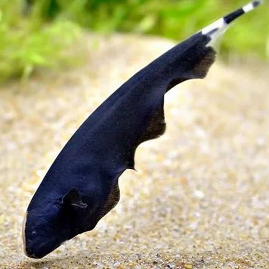 Аквариумные рыбки