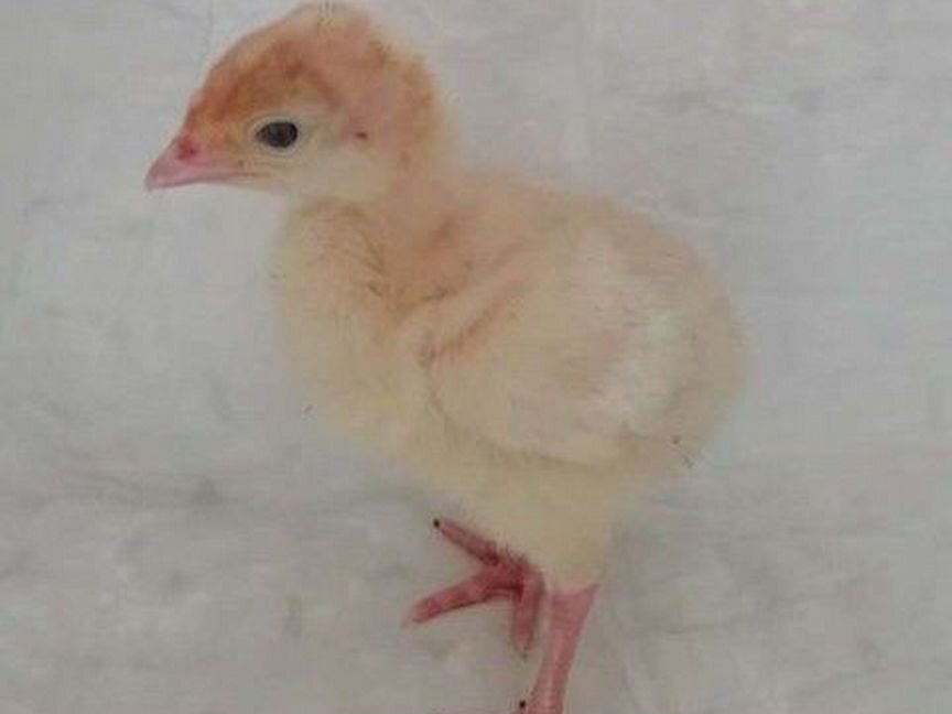 Индюшата Хайбрид конвертер Канада