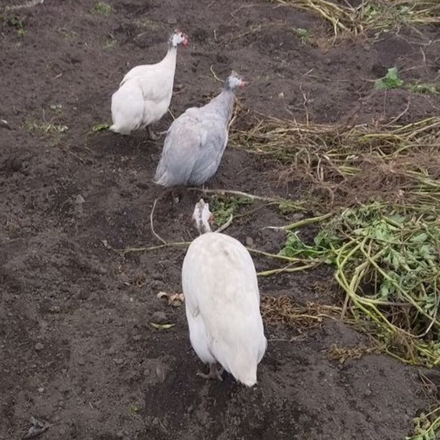Цесарки
