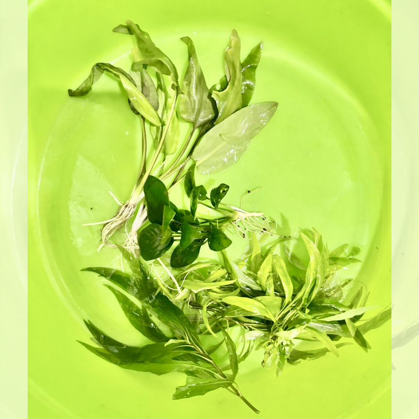 Аквариумное растение