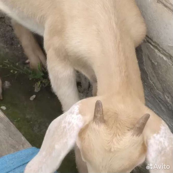 Подрощенные Нубийские козлята