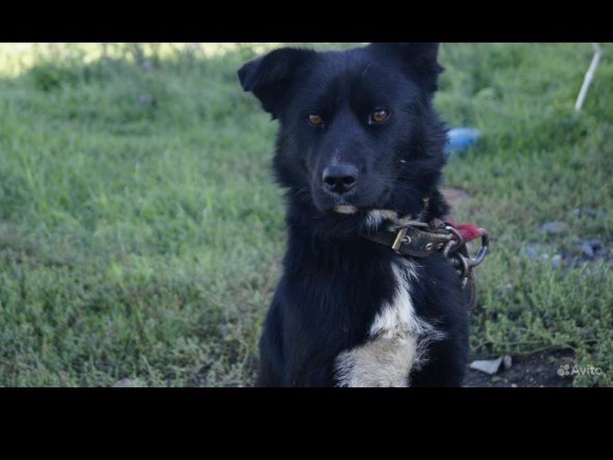 Собака девочка Дина в добрые руки бесплатно