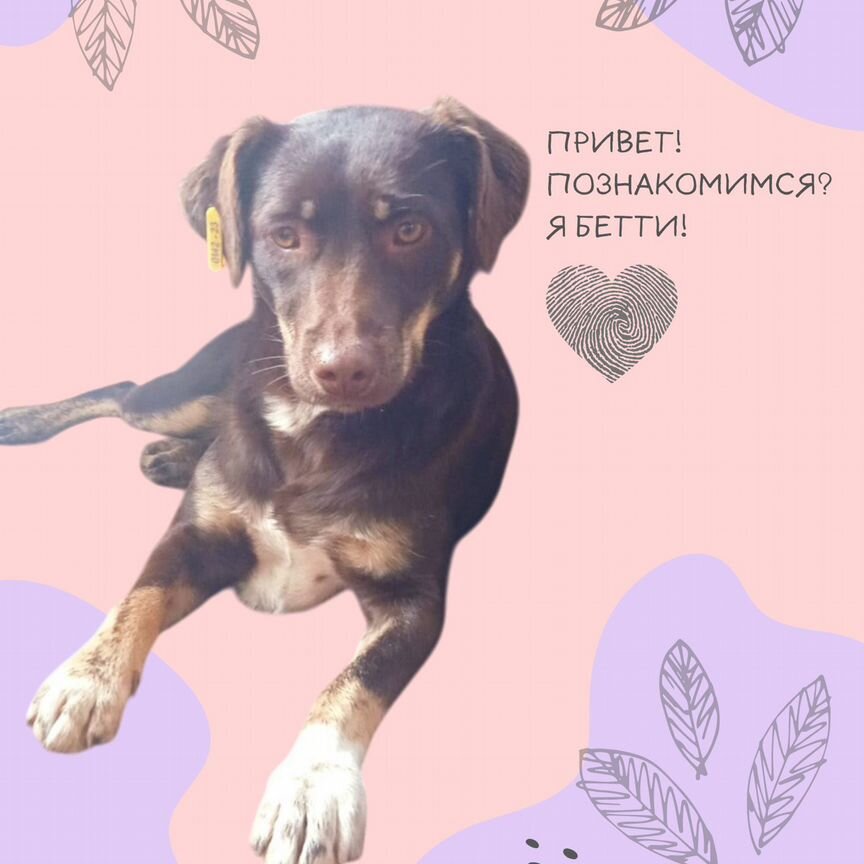 Взрослая собака в добрые руки