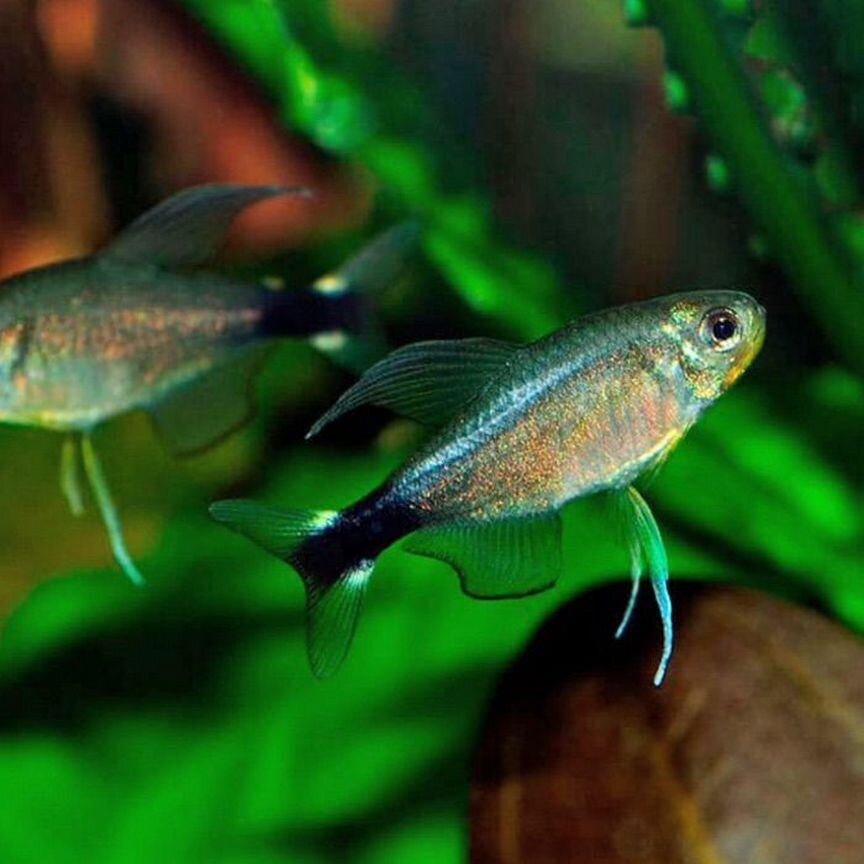 Рыбки тетра элахис бесплатно 5 шт