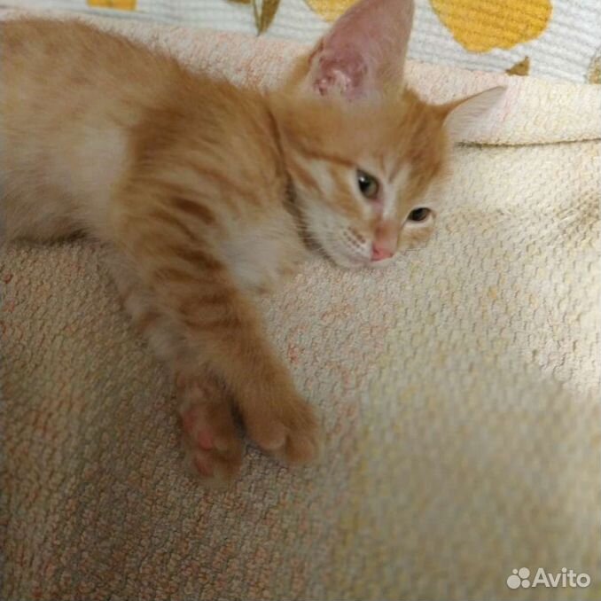 Мультик в добрые руки