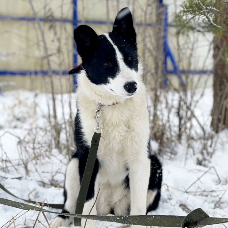 Щенок