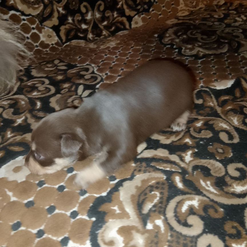 Русский той-терьер, щенок