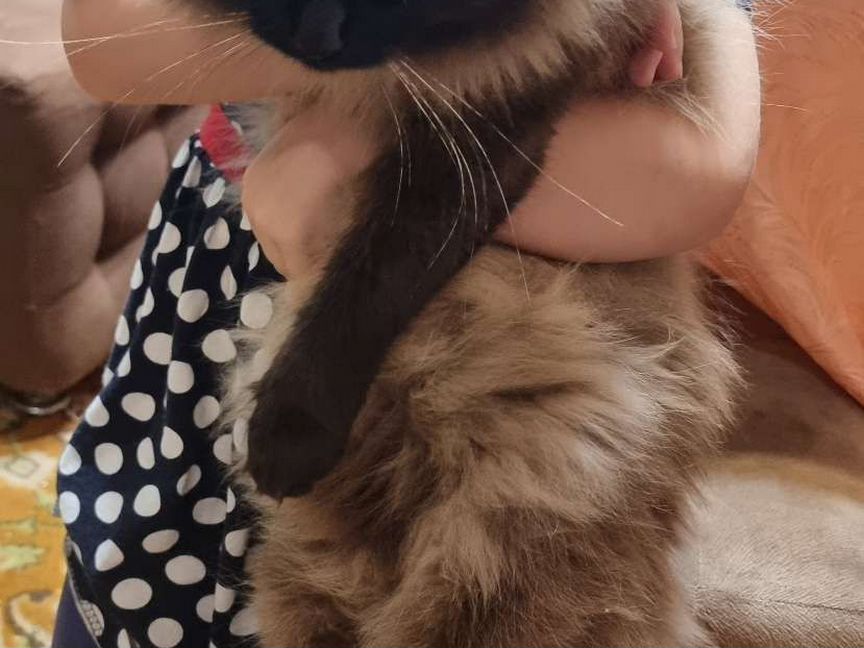 Кот невский