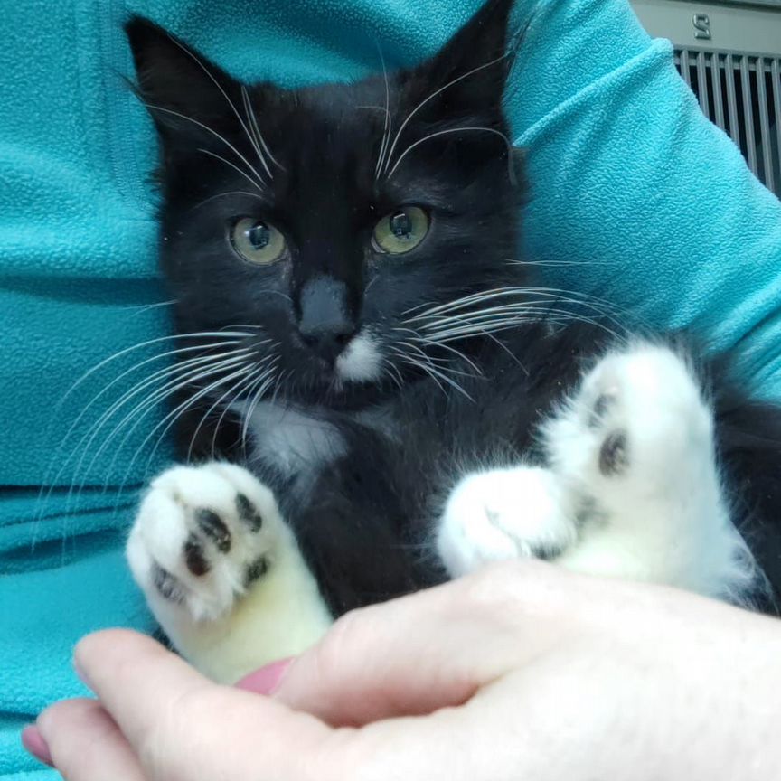 Котенок мальчик 4 мес спасен с улицы