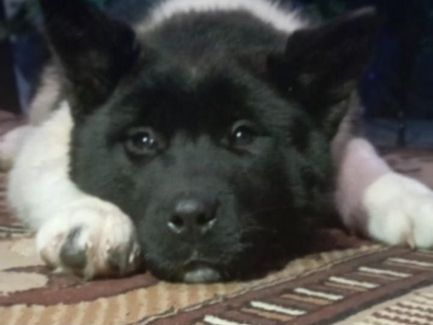 Американская акита