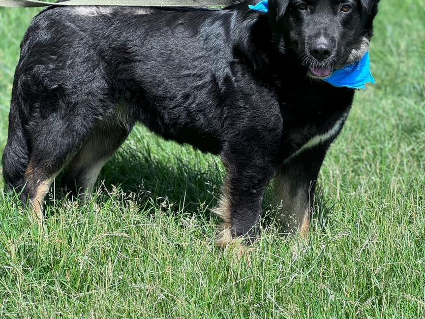 Собака в добрые руки