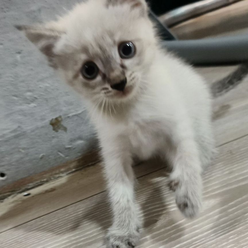 Котёнок в добрые руки
