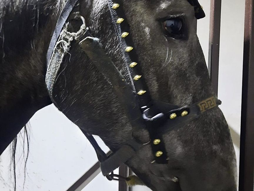 Кабардинская уздечка