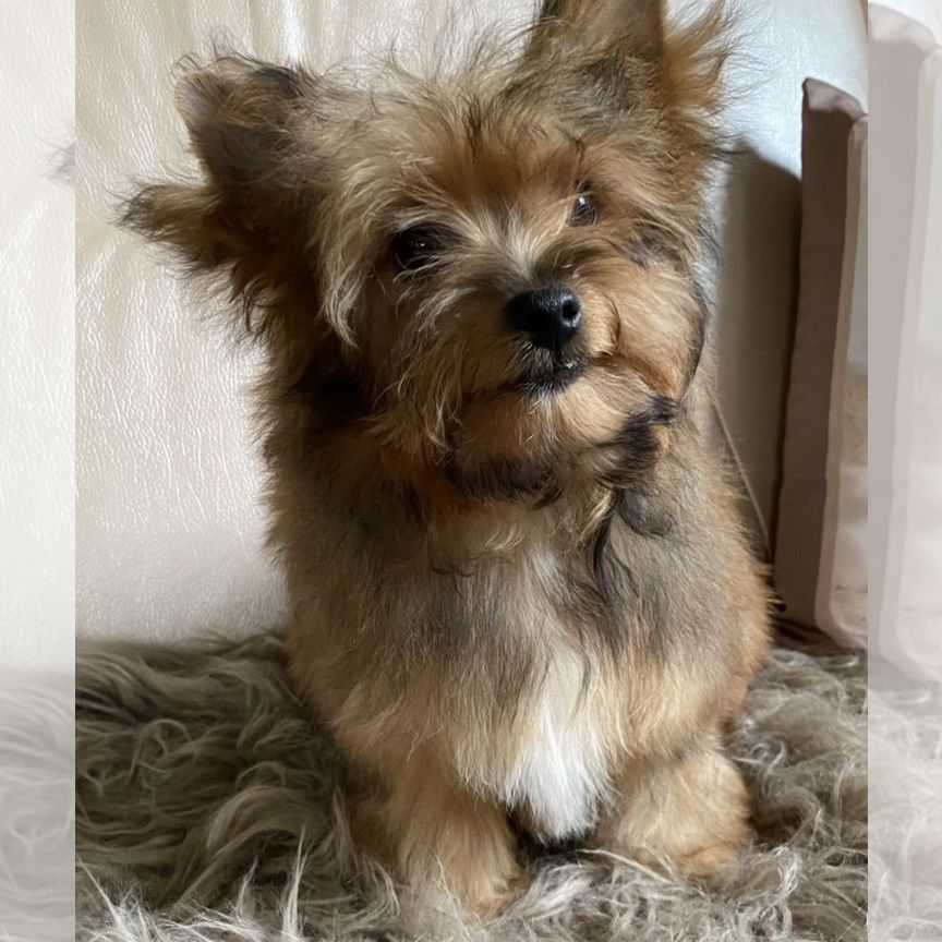 Йоркширский терьер, щенок