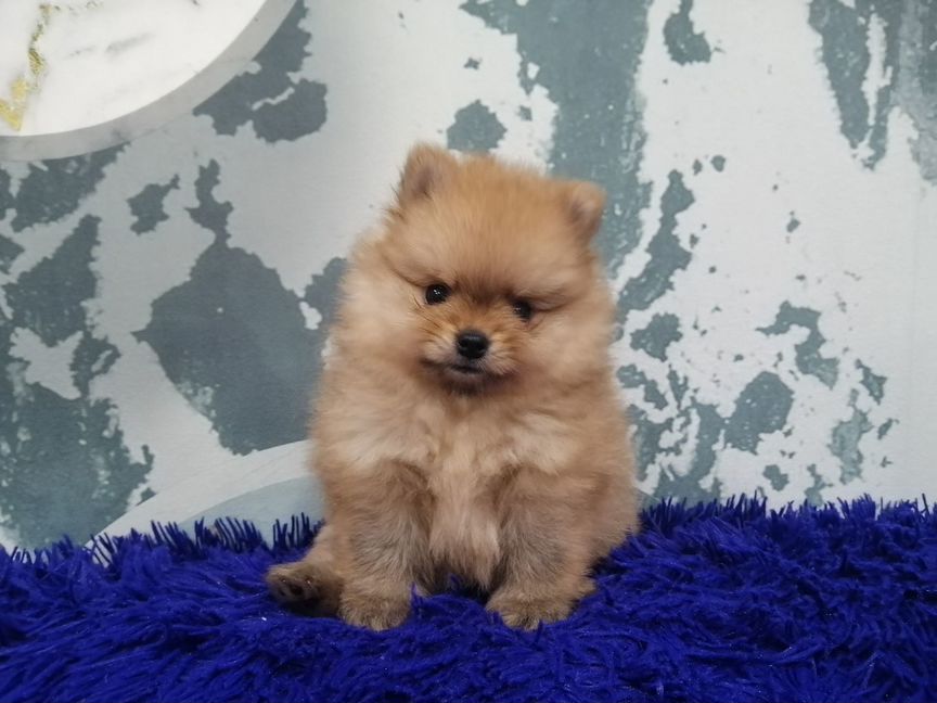 Щенки померанского шпица медвежьего типа