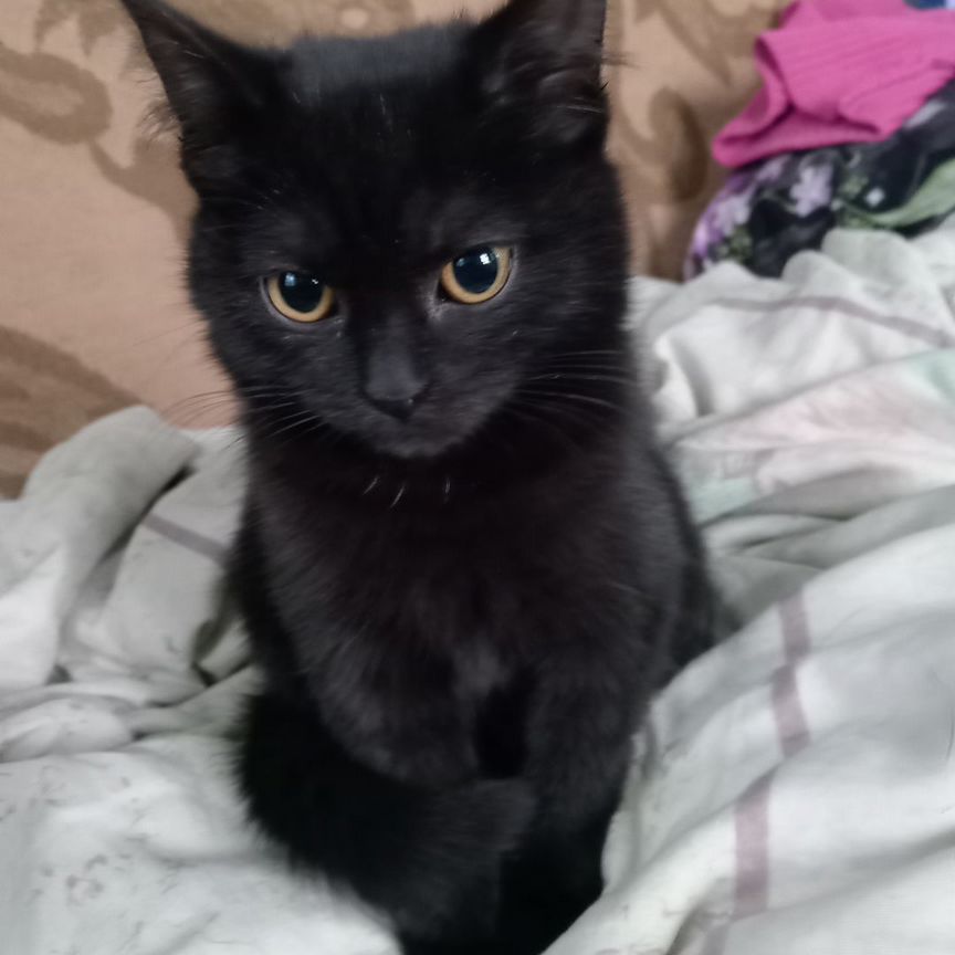 Кошка