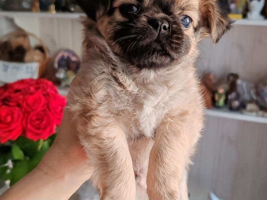 Позитивный чих Маскарад