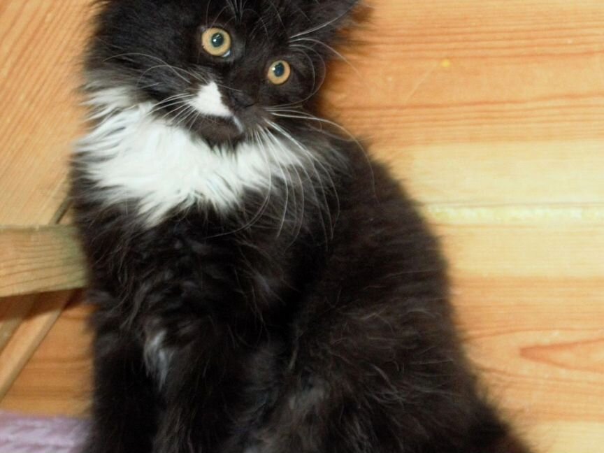 Котёнокв добрые руки