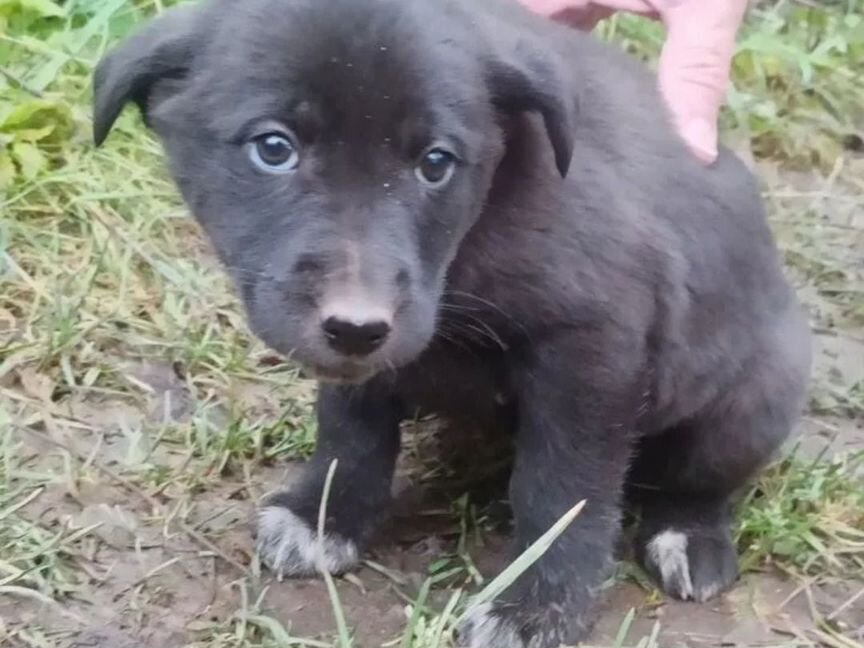 Щенки мерзнут на улице