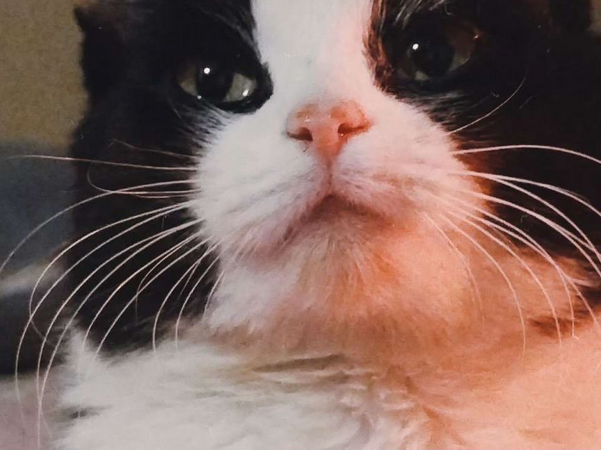 Кошечка Мия, ищем ответственные и добрые руки