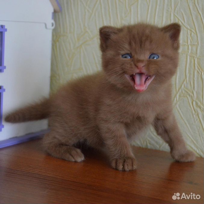Котик окраса циннамон