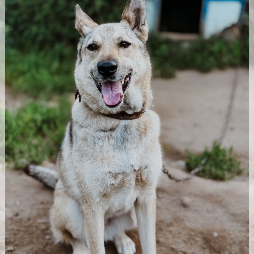 Охранная собака в добрые руки