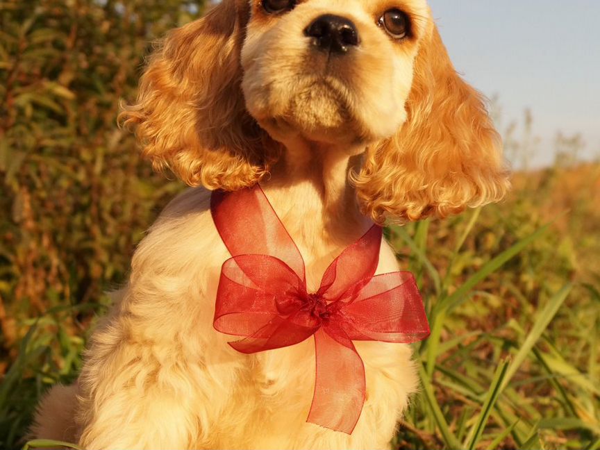 Американский кокер спаниель