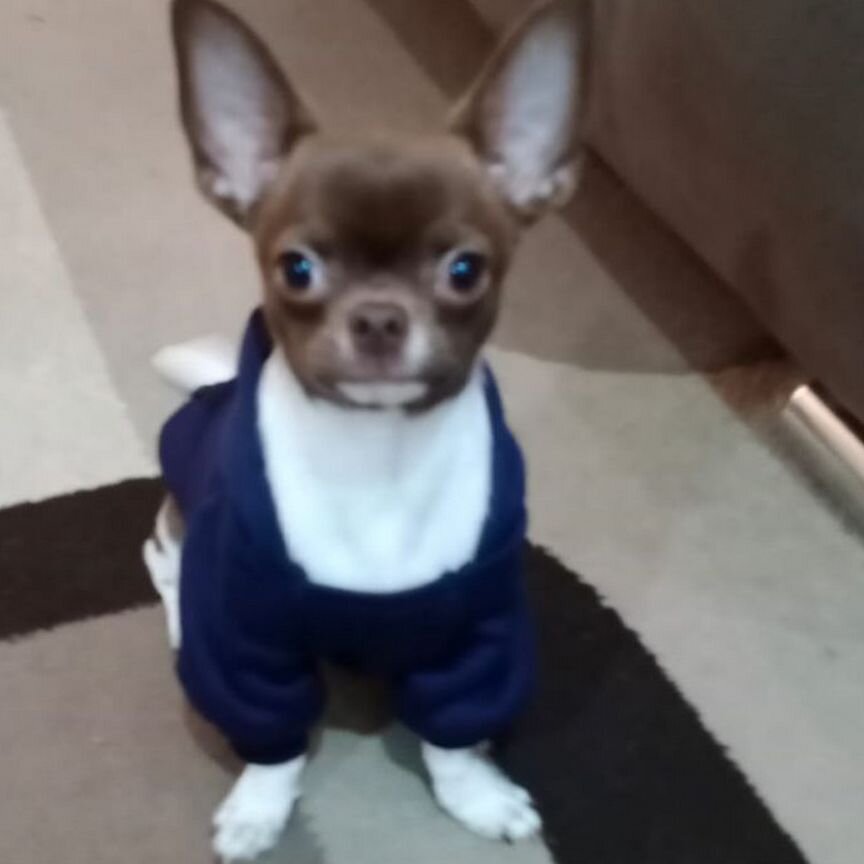 Вязка кобель чихуахуа