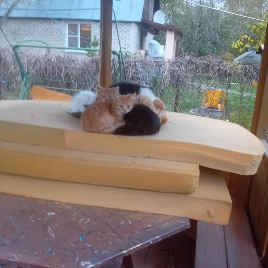 Котята и Кошки добрые любищее в руки