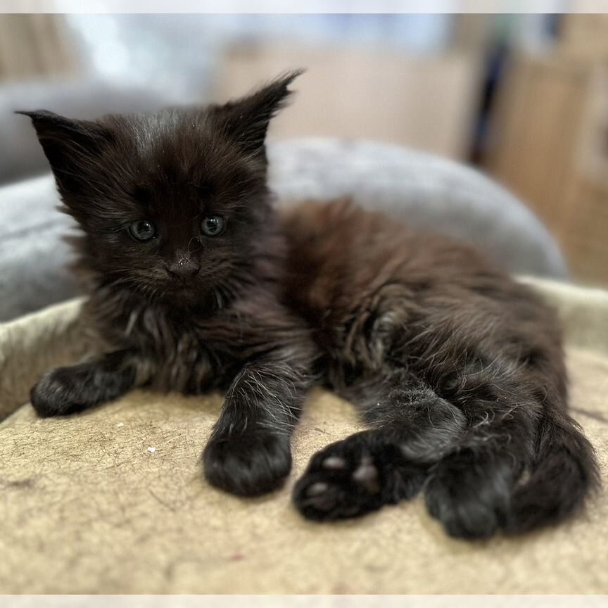 Котёнок мейкун