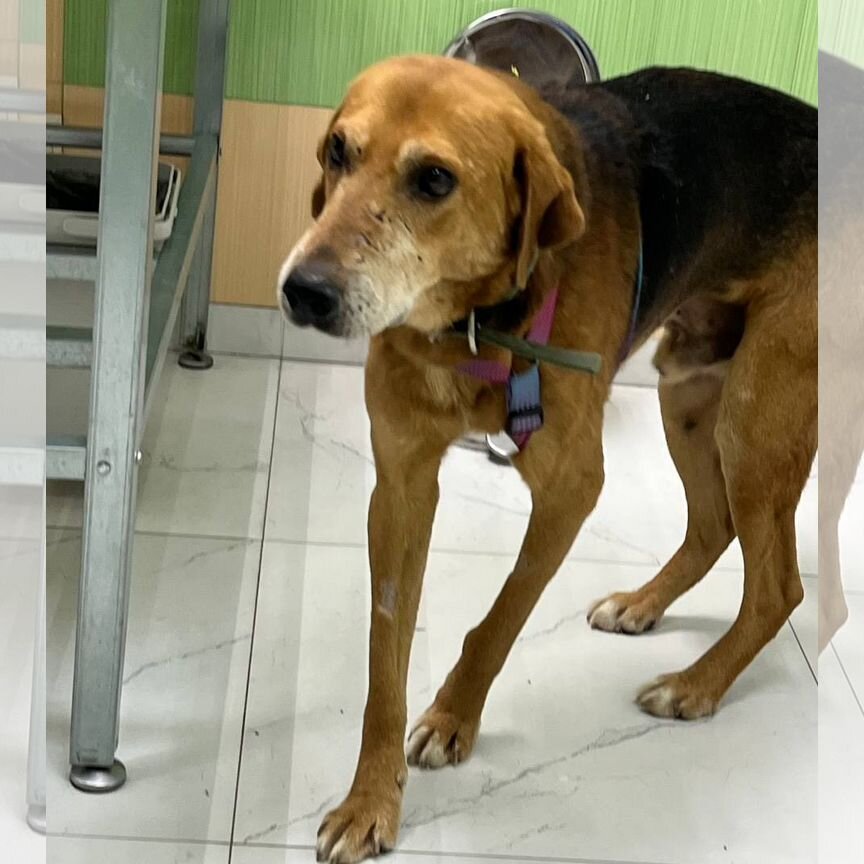 Русская гончая, взрослый пёс