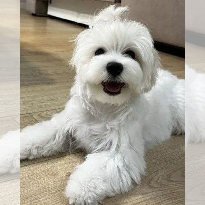 Мальтийская болонка, взрослая собака