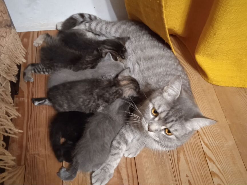 Британские котята