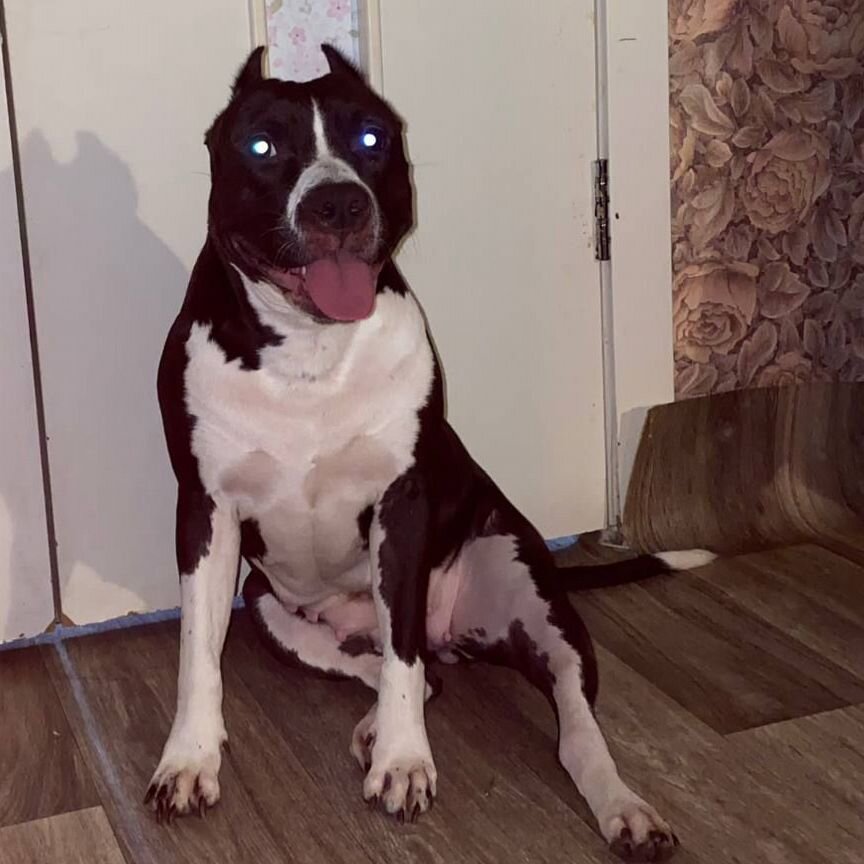 Американский стаффордширский терьер, взрослая собака