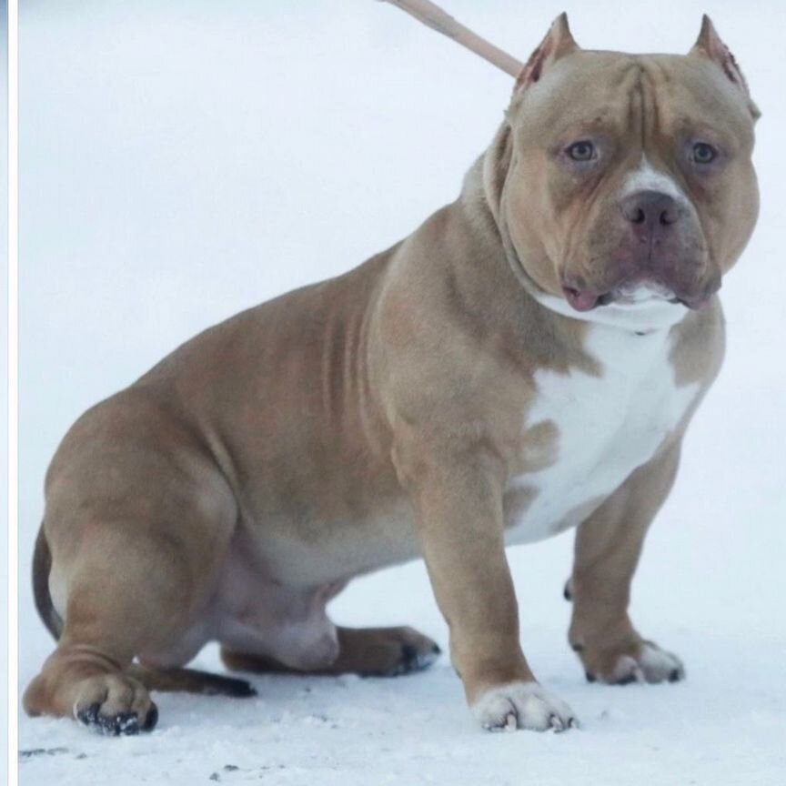 Американский булли вязка