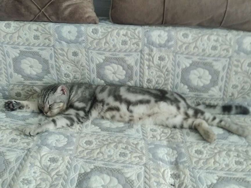 Породистый кот в добрые руки