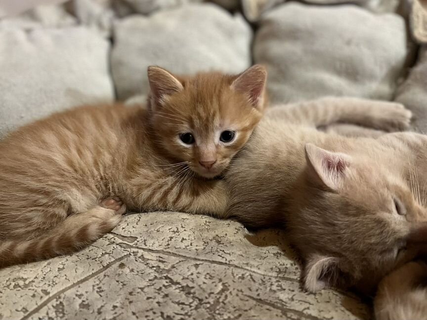 Котята