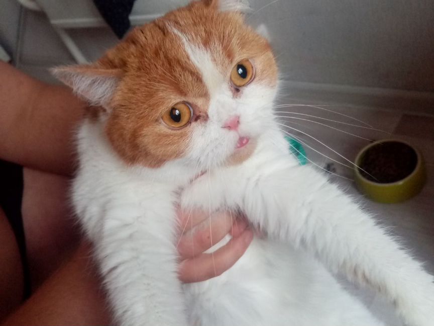 Кот скотиш страйт