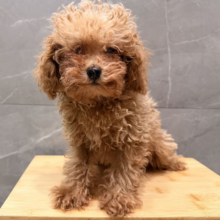 Той-пудель, щенок