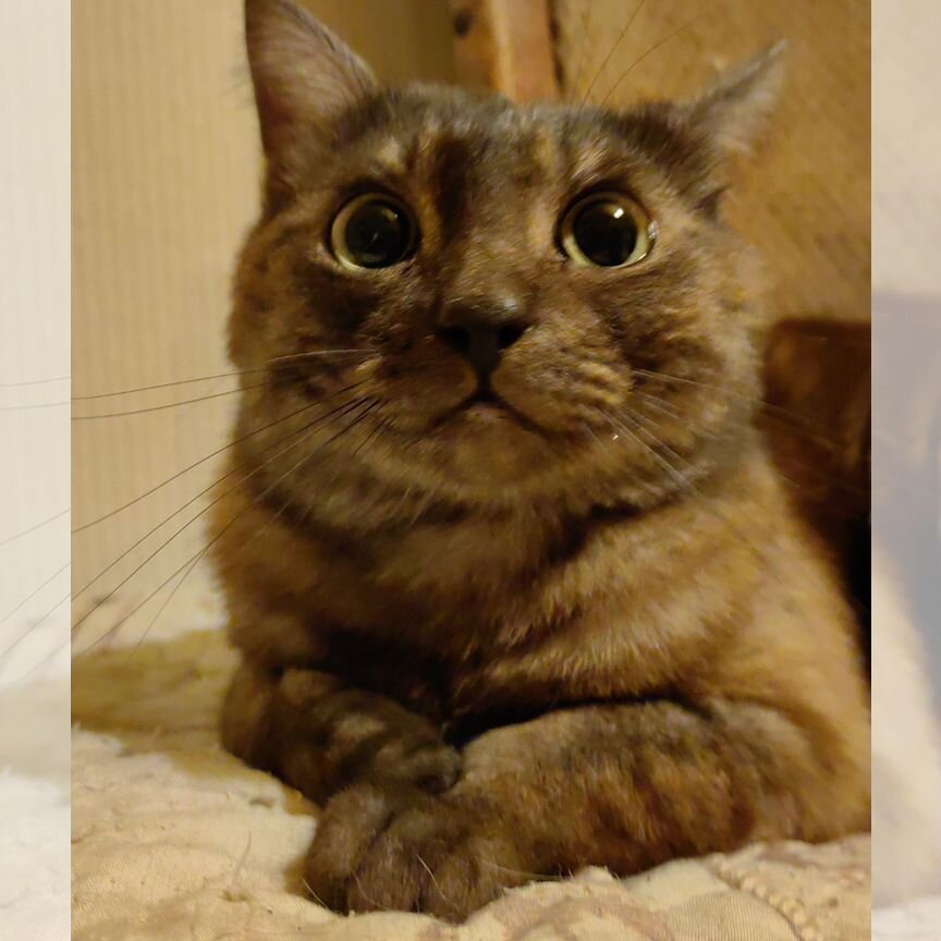 Котёнок Симба