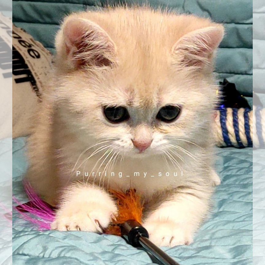 Золотая голубая шиншилла, ay11(12) голубое золото