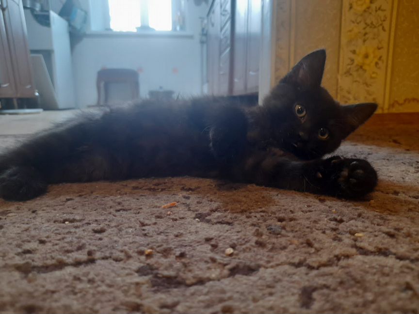 Отдадим любимых котят