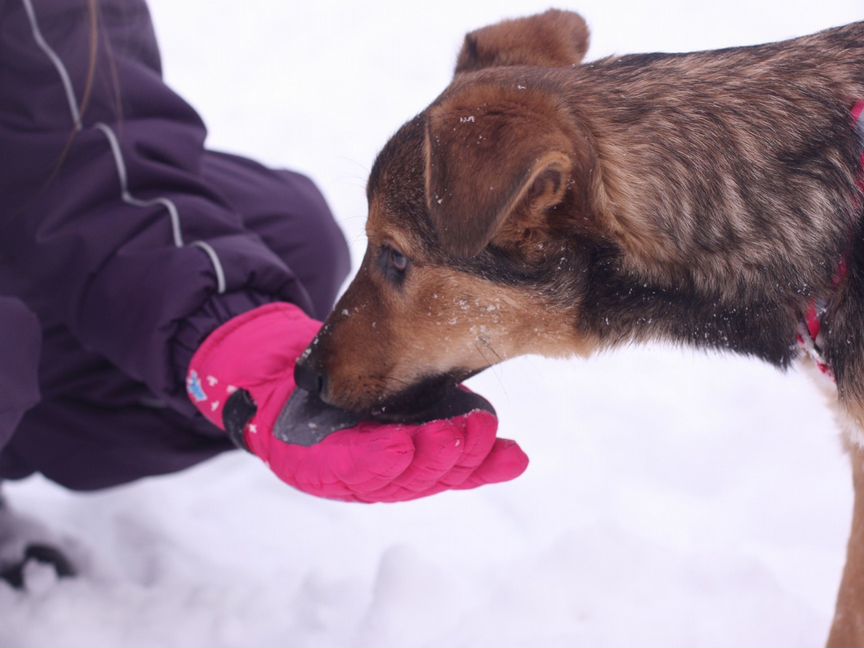 Щенок из приюта Бирюлёво ищет свой дом