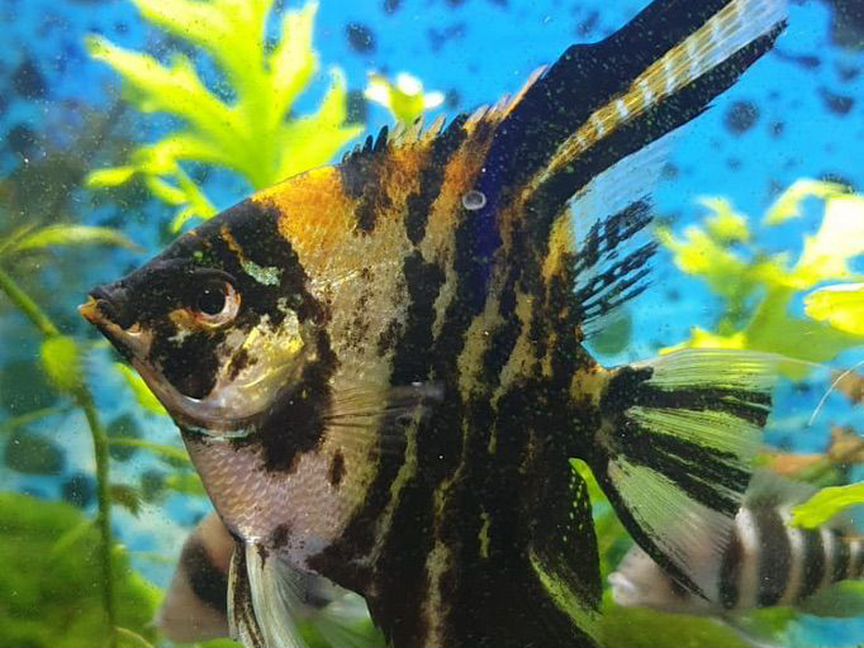 Продаются скалярии