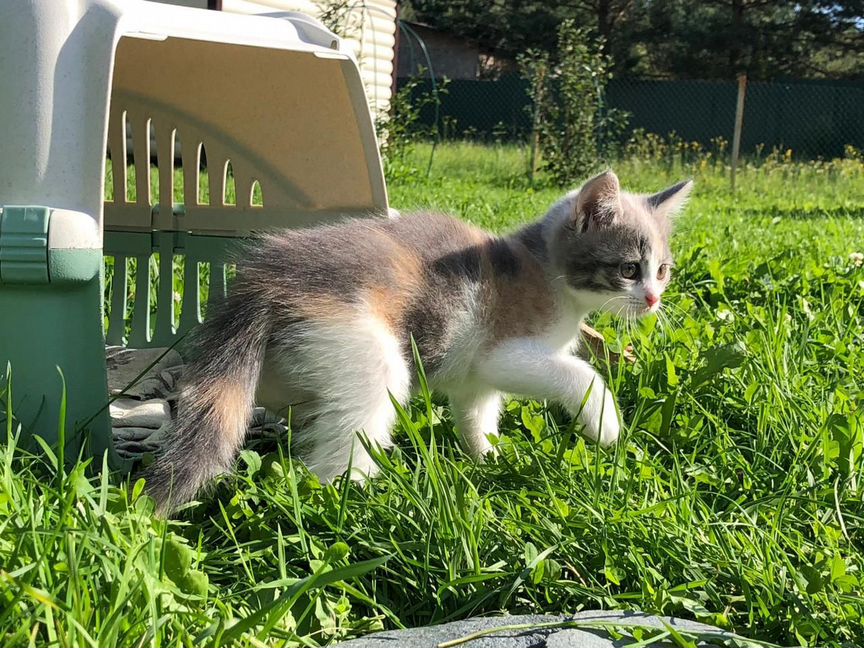 Котята в добрые руки бесплатно