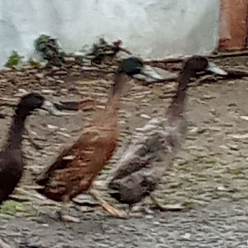 Утки индийский бегунок