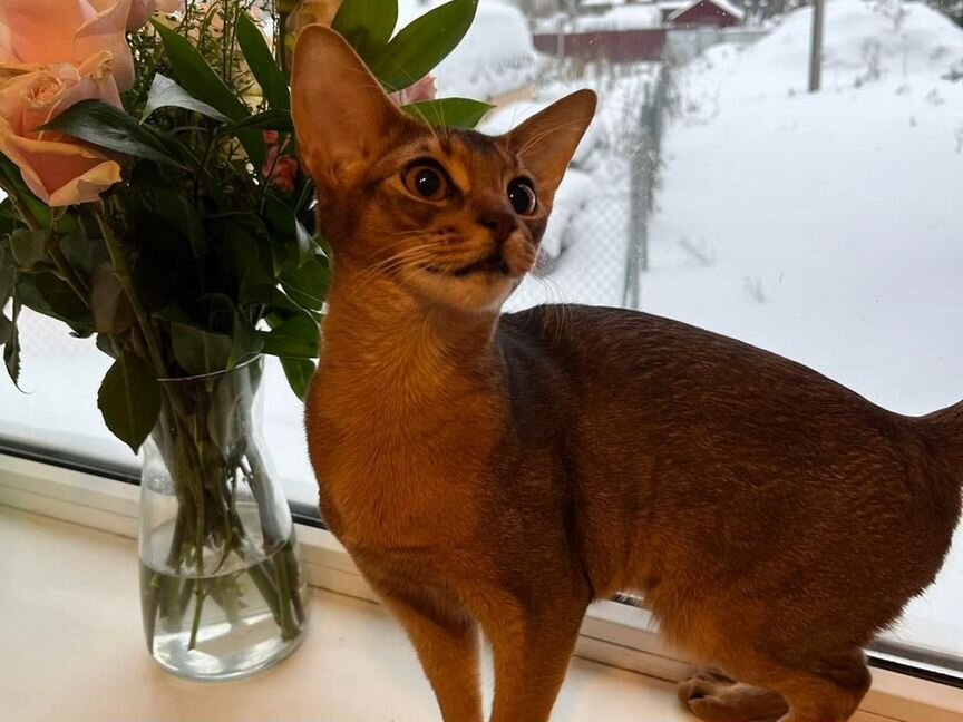 Абиссинская кошка