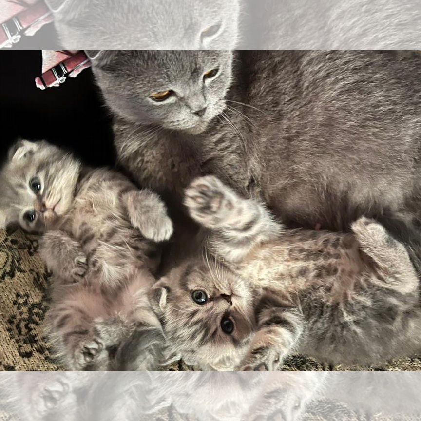 Шотландские вислоухие котята